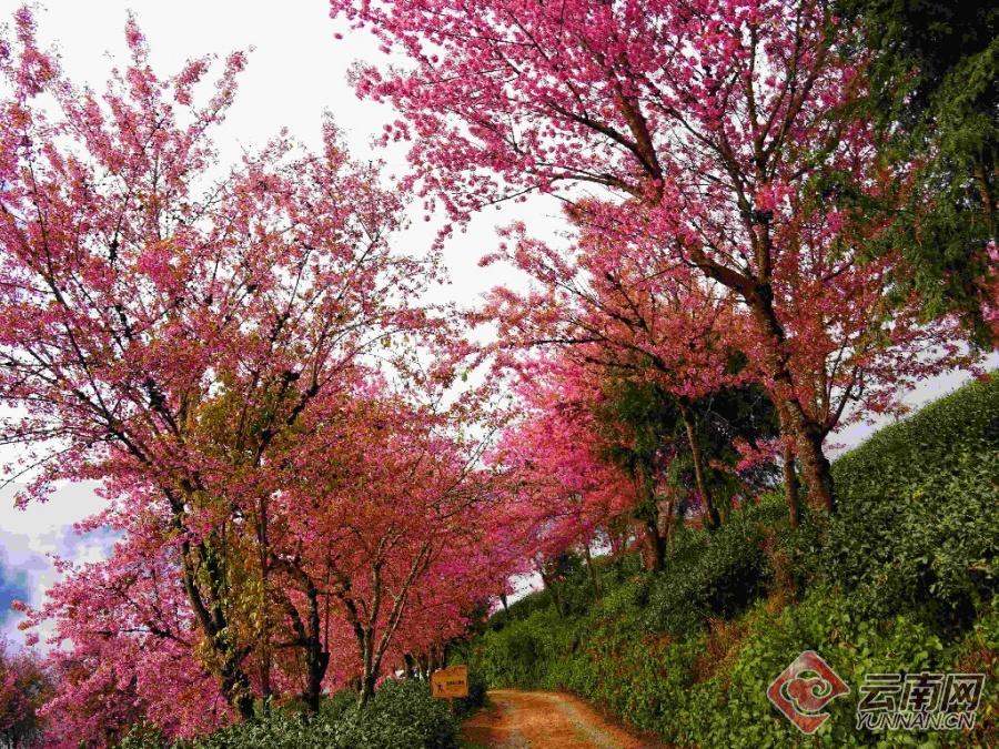 有一种叫云南的生活 - 云南政协