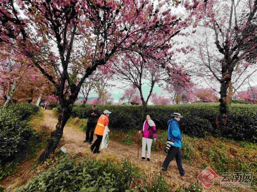 有一种叫云南的生活 - 云南政协