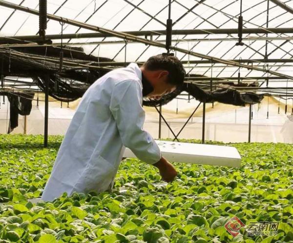 大理：从生物防治到文创，昆虫产业玩出多元花样_科教_云南频道_云南网